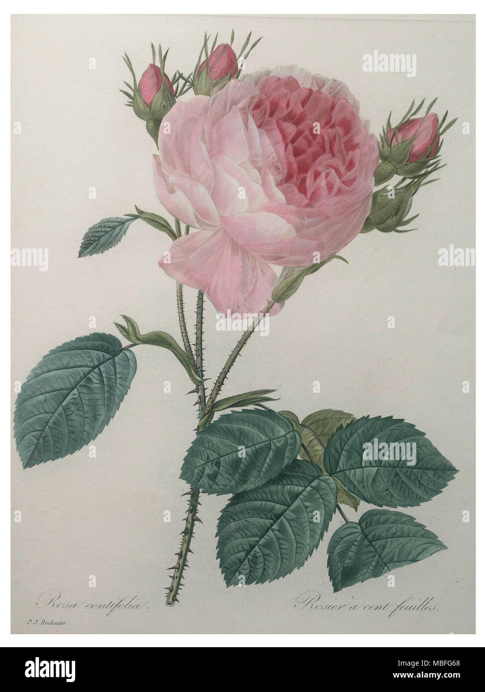 Provence or Cabbage Rose Stock Photo - Alamy
