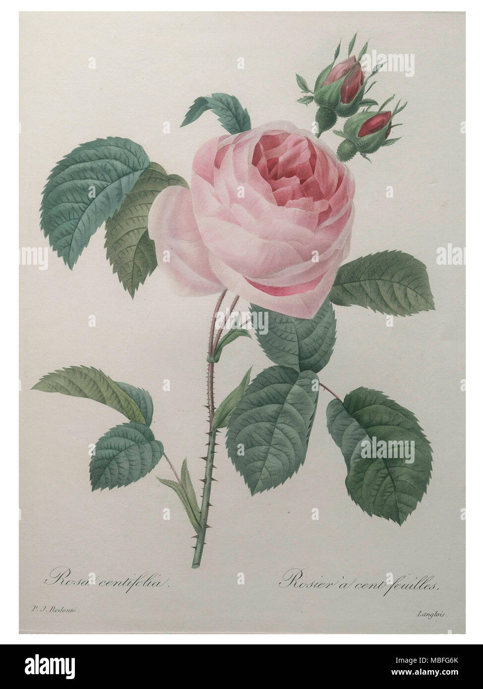 Cent rose hi-res stock photography and images - Alamy