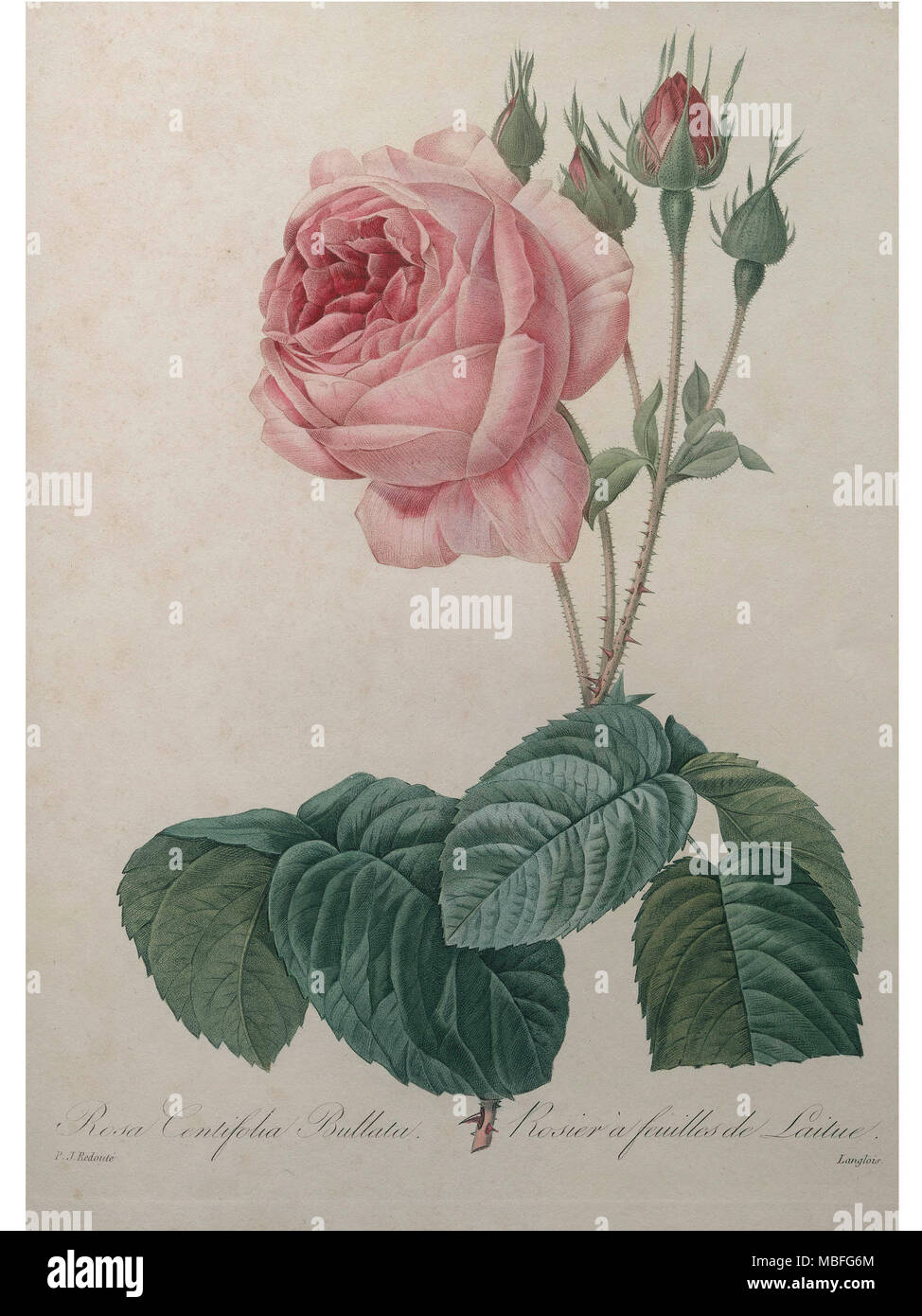 Centifolia bullata hi-res stock photography and images - Alamy