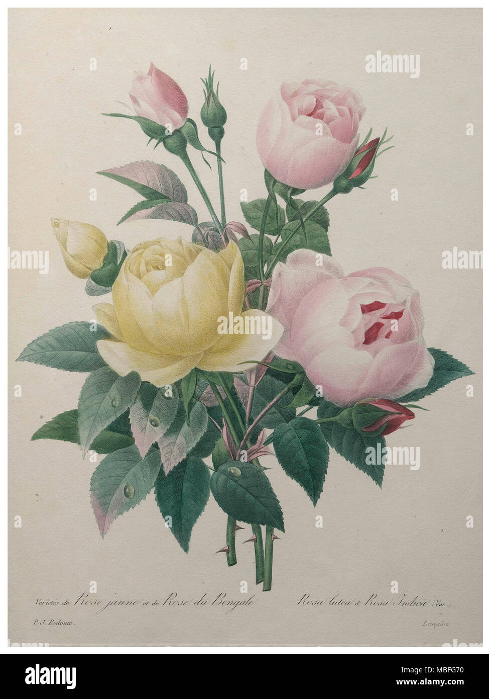 Rose bengal hi-res stock photography and images - Alamy