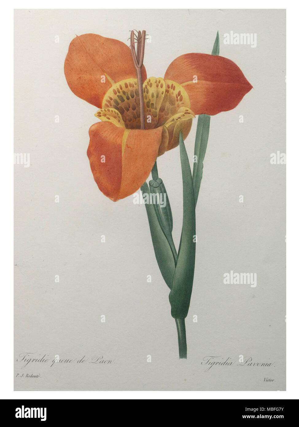 Tigridia tiger flowers hi-res stock photography and images - Alamy