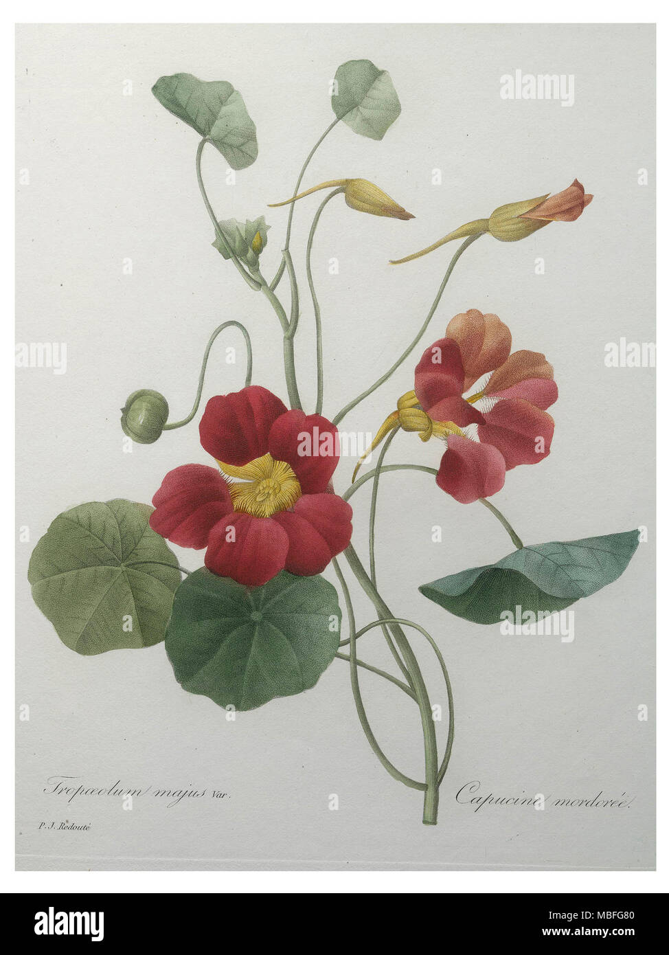 Capucine hi-res stock photography and images - Alamy