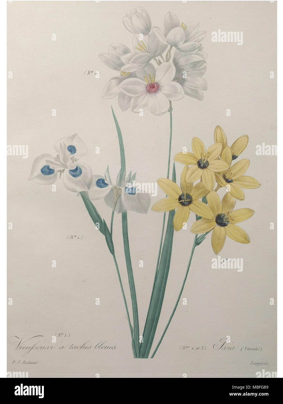 Lilly of the v hi-res stock photography and images - Alamy