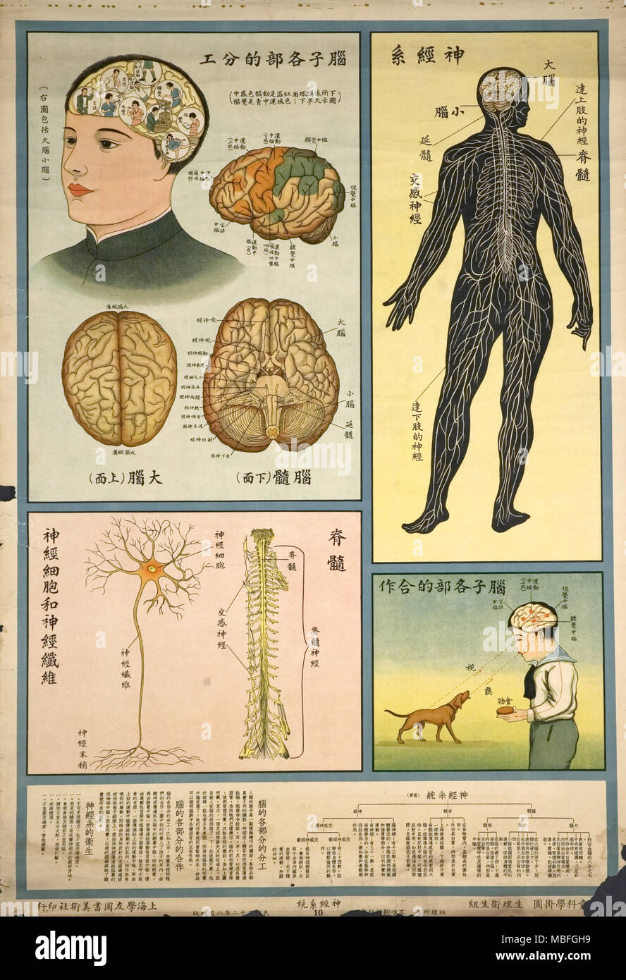 Anatomy of the Nervous System & the Brain Stock Photo - Alamy