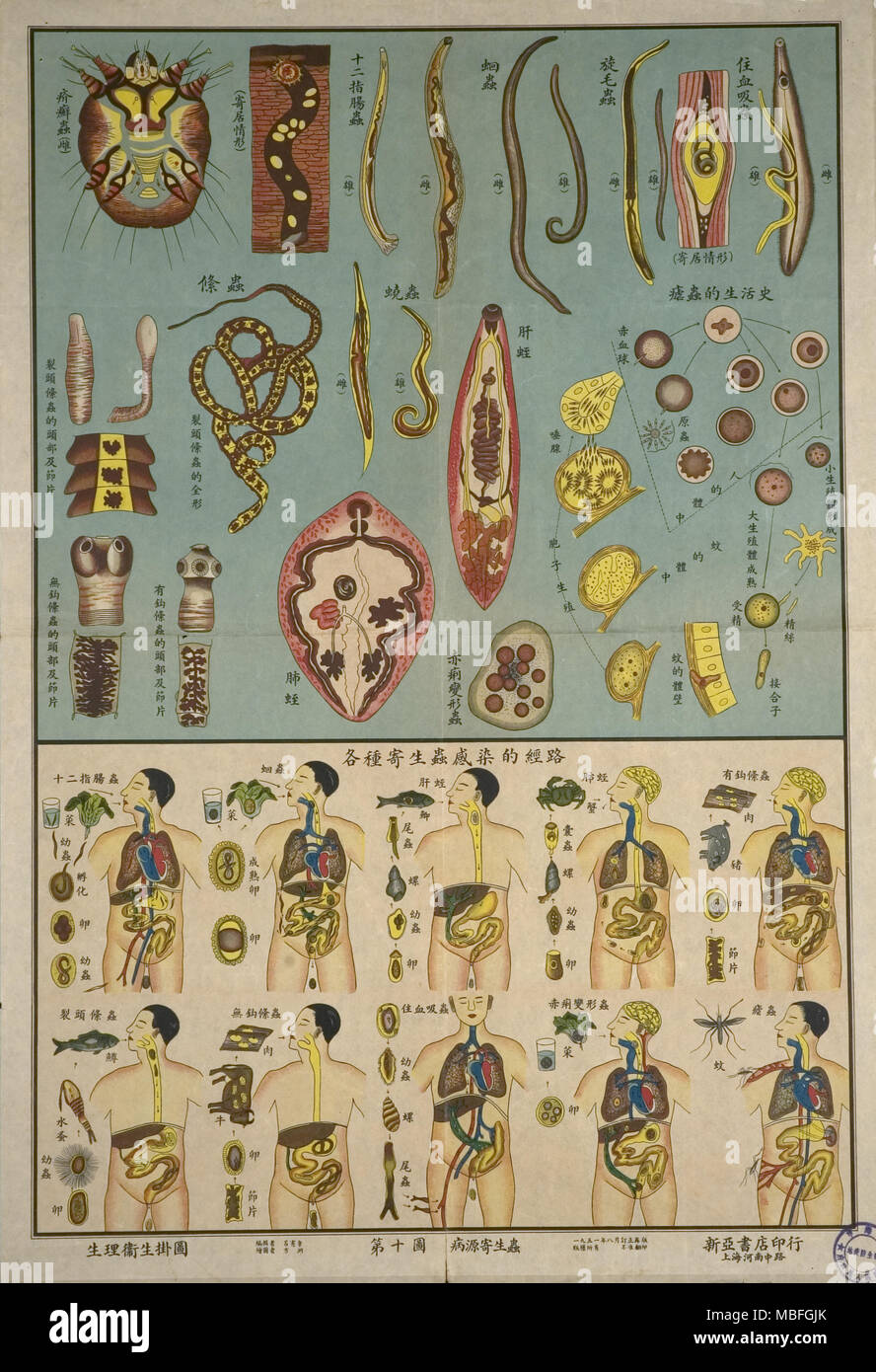 Human parasites hi-res stock photography and images - Alamy