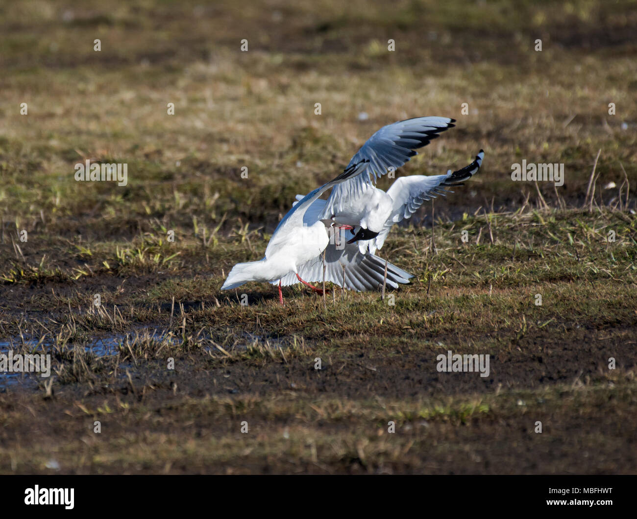 Mating seagulls hi-res stock photography and images - Alamy