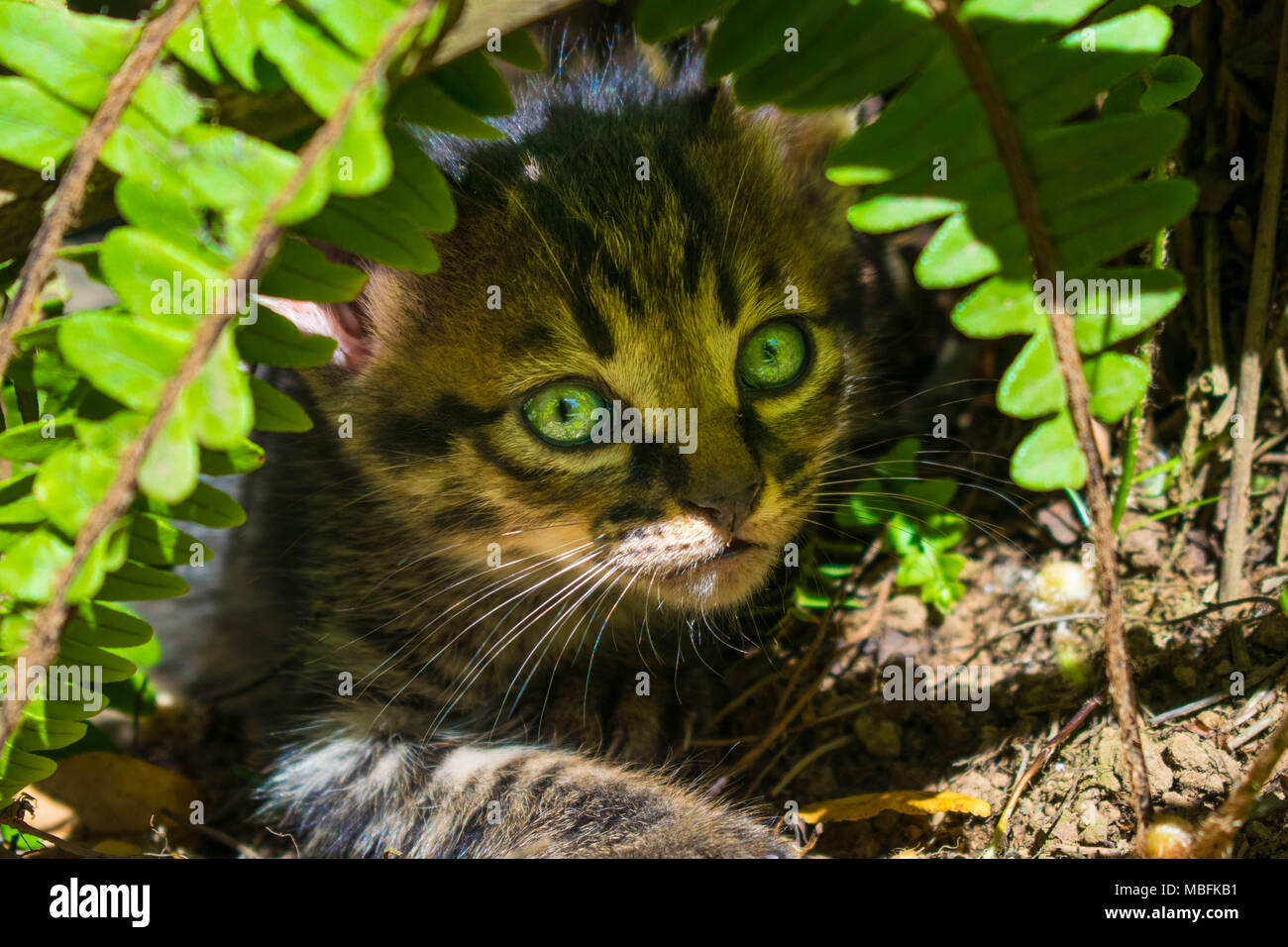 Cute kittens hiding Stock Photo - Alamy