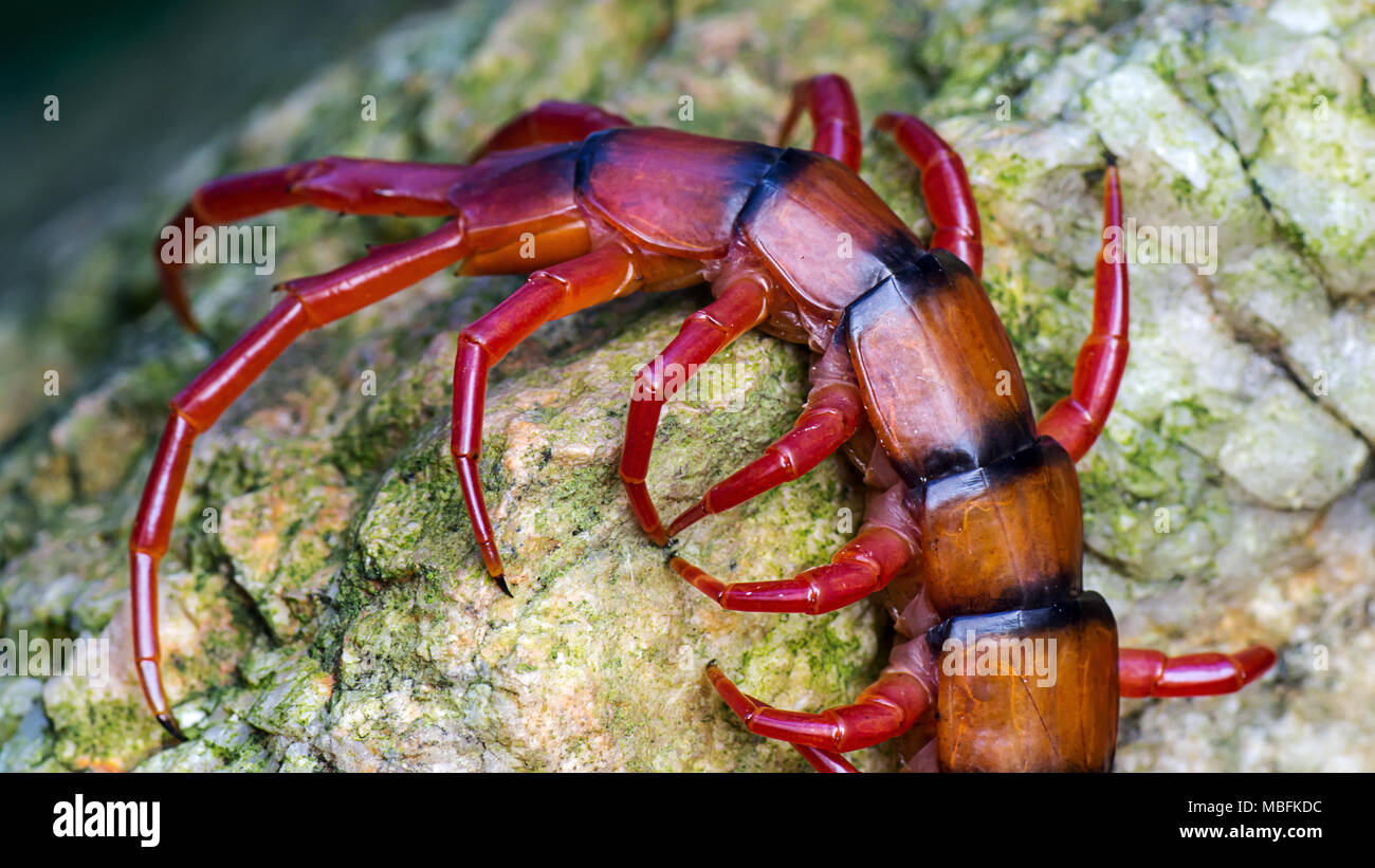 Centipede colors hi-res stock photography and images - Alamy