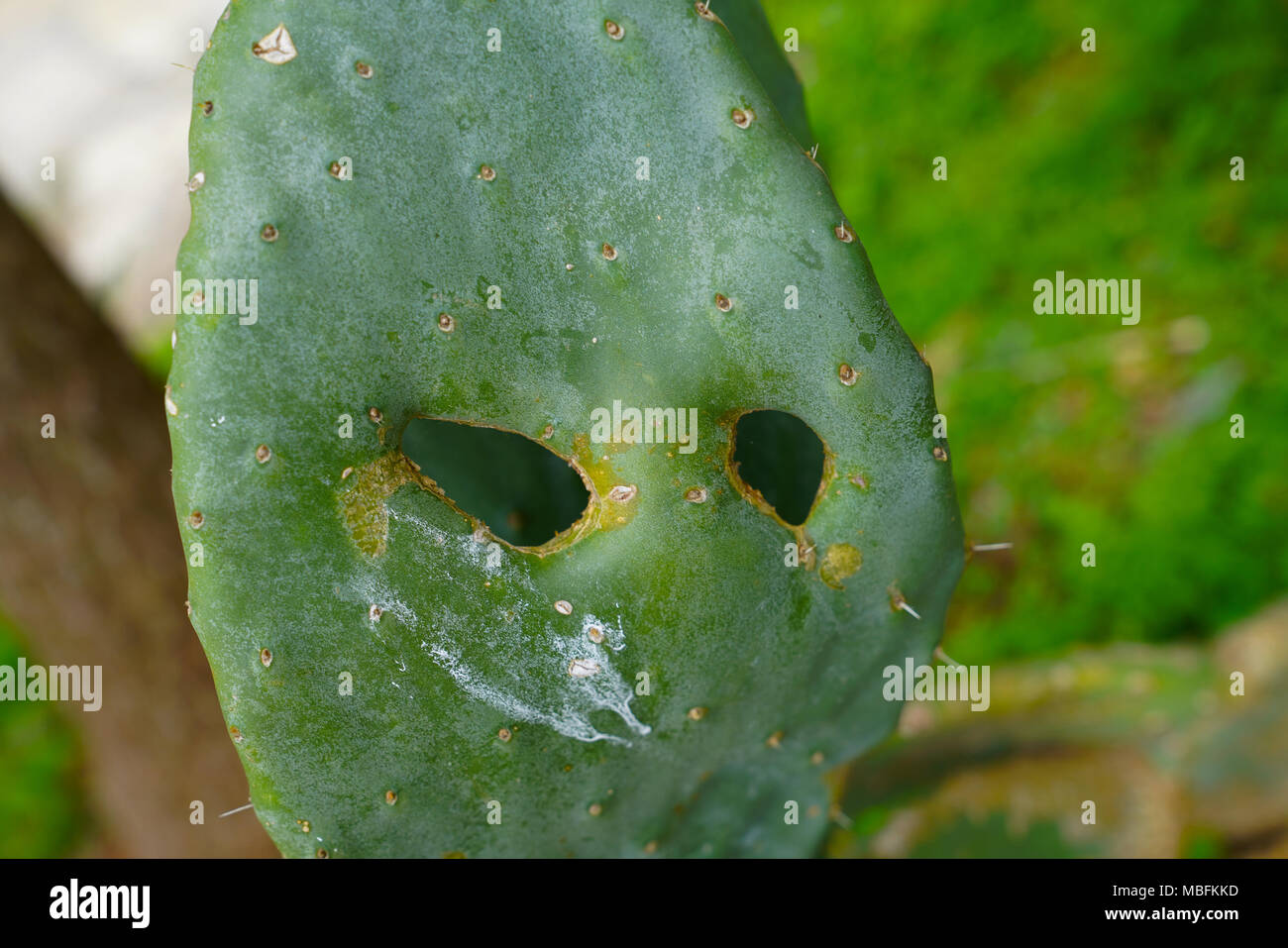 There are two holes on Nopal Cactus leaf which looks like a ghost Stock ...