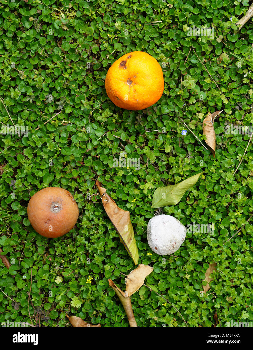Oranges falling from the branch are rotting on the ground Stock Photo ...