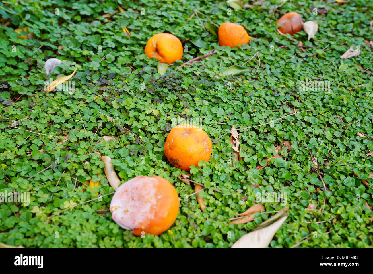 Oranges falling from the branch are rotting on the ground Stock Photo ...