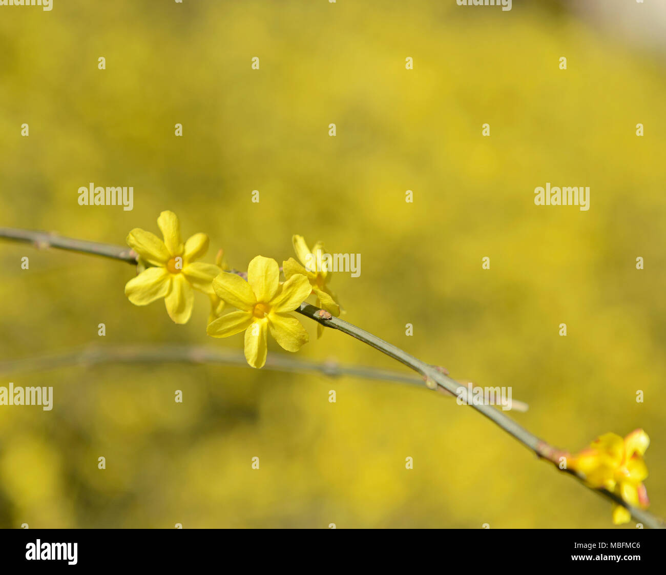 A single twig of a Forsythia bush flowers in western Beijing, China ...