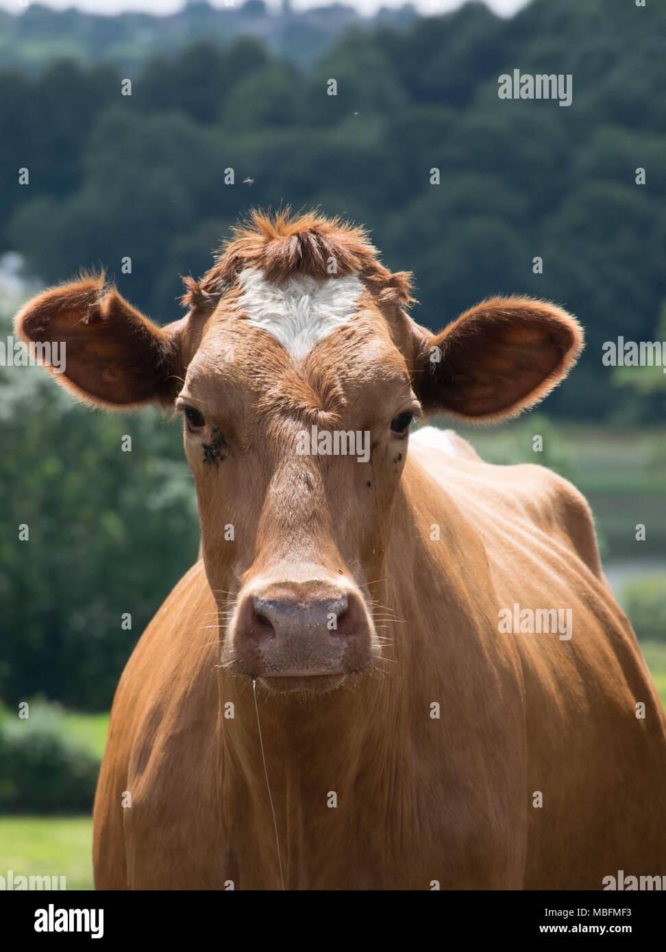 Beautiful cows hi-res stock photography and images - Alamy