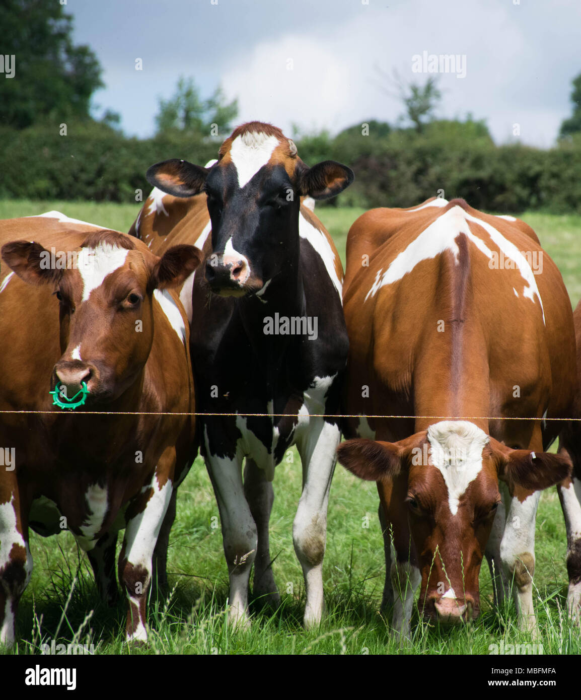Beautiful cows hi-res stock photography and images - Alamy
