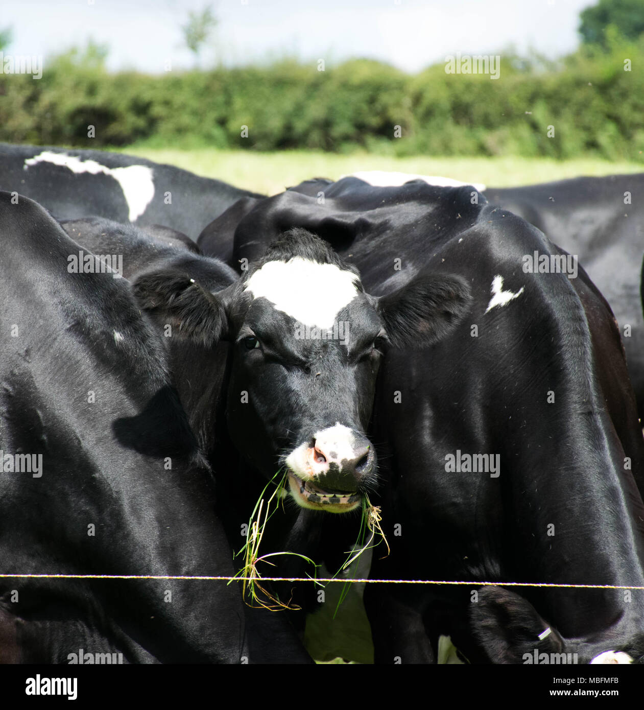 Beautiful cows in a field on a farm in Derbyshire Stock Photo - Alamy