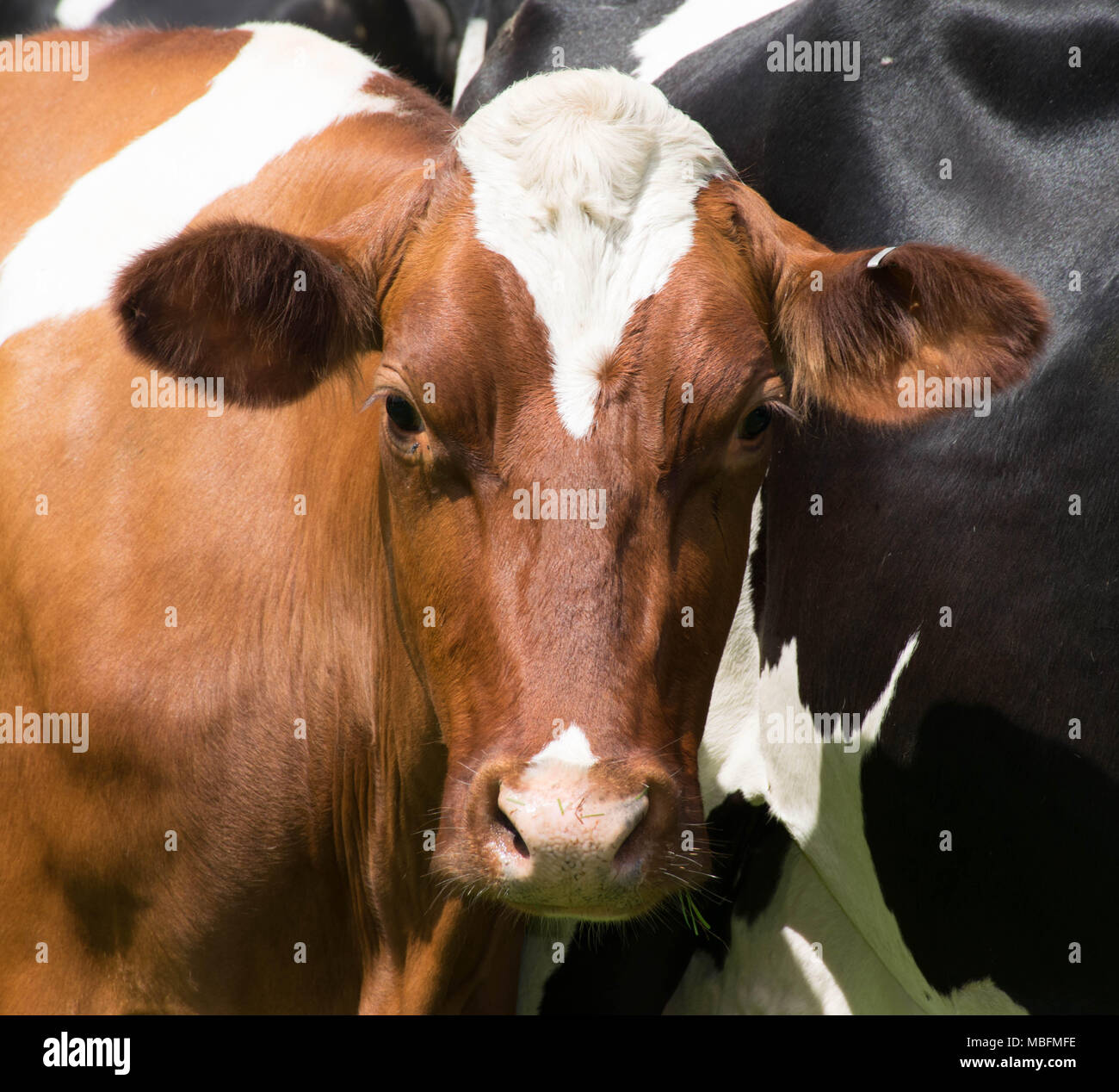 Beautiful cows in a field on a farm in Derbyshire Stock Photo - Alamy