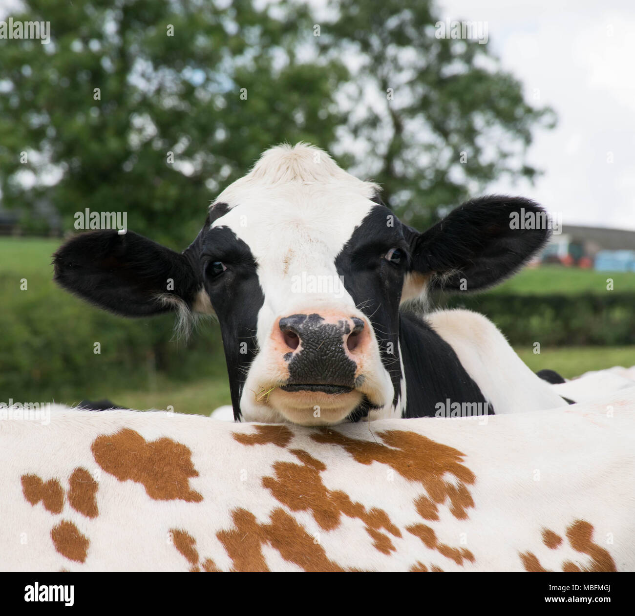 Beautiful Cows High Resolution Stock Photography and Images - Alamy