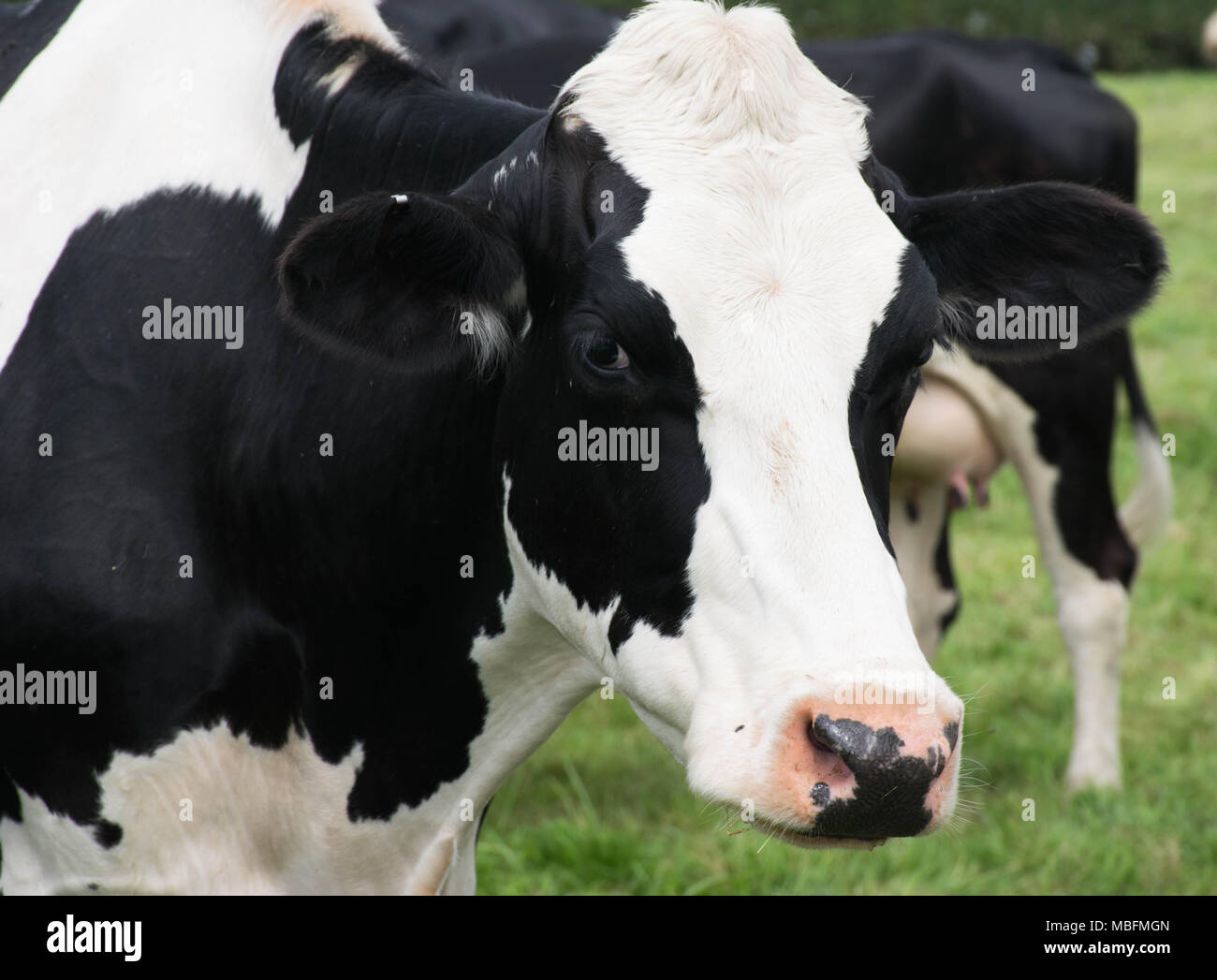 Beautiful cows in a field on a farm in Derbyshire Stock Photo - Alamy