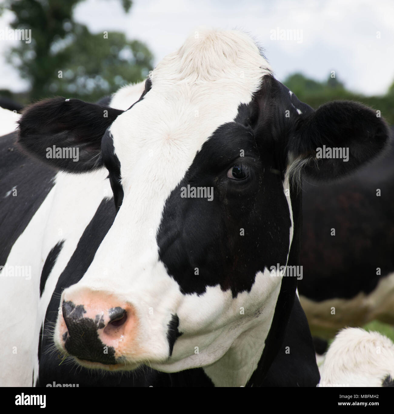 Beautiful cows hi-res stock photography and images - Alamy
