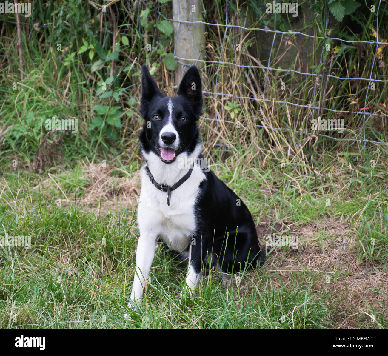 Sheepdog in a field Stock Photo - Alamy