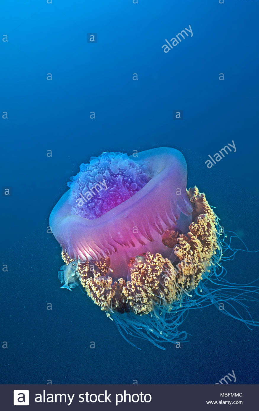 Cephea Cephea Stock Photos & Cephea Cephea Stock Images - Alamy