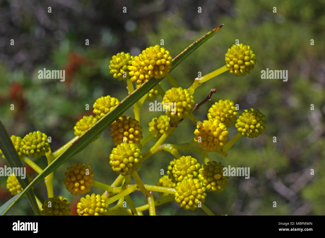 Acacia retinoides close-up Stock Photo - Alamy