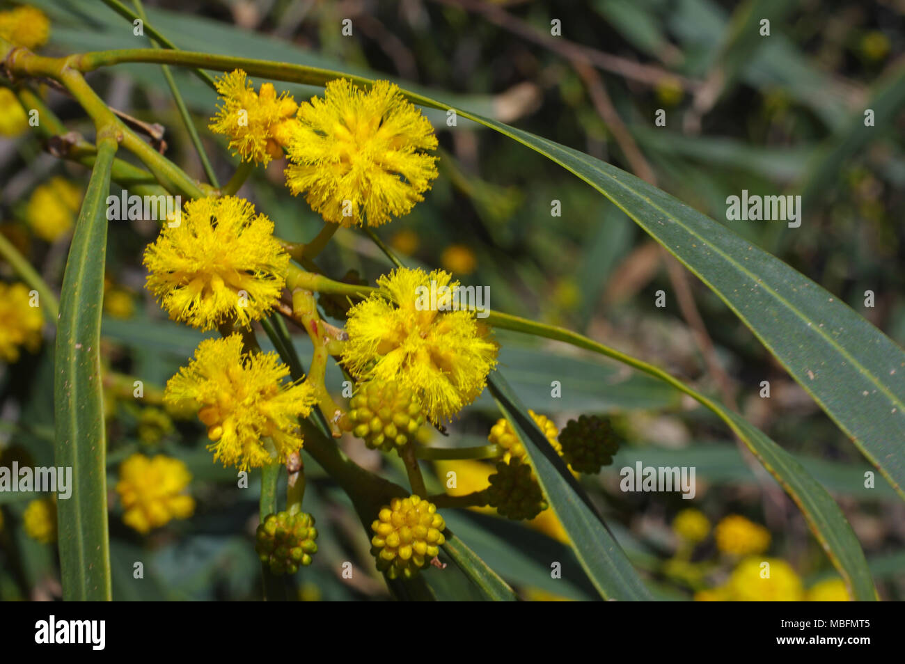 Acacia retinoides close-up Stock Photo - Alamy