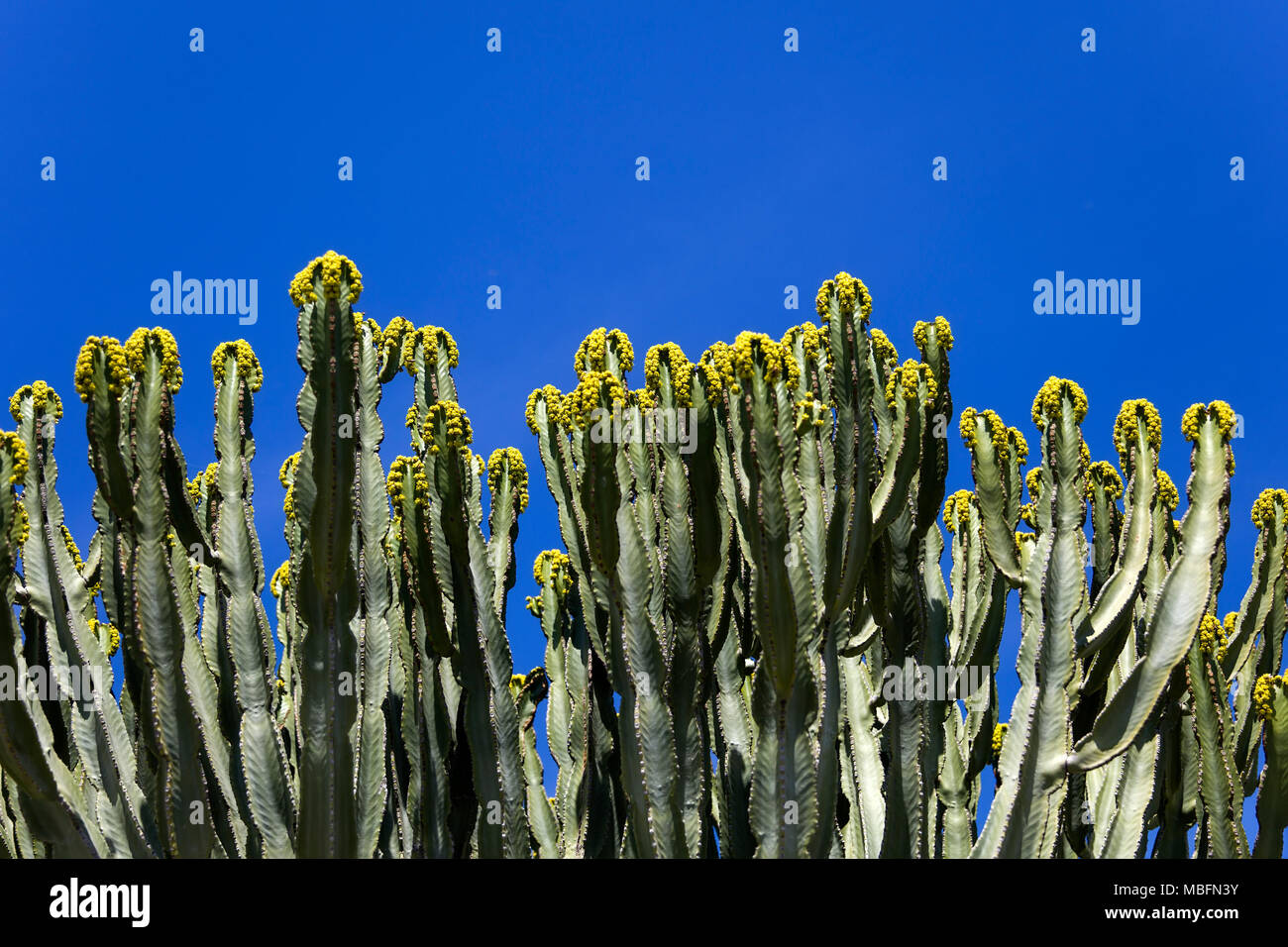 View at cacti flowers under the blue sky Stock Photo - Alamy