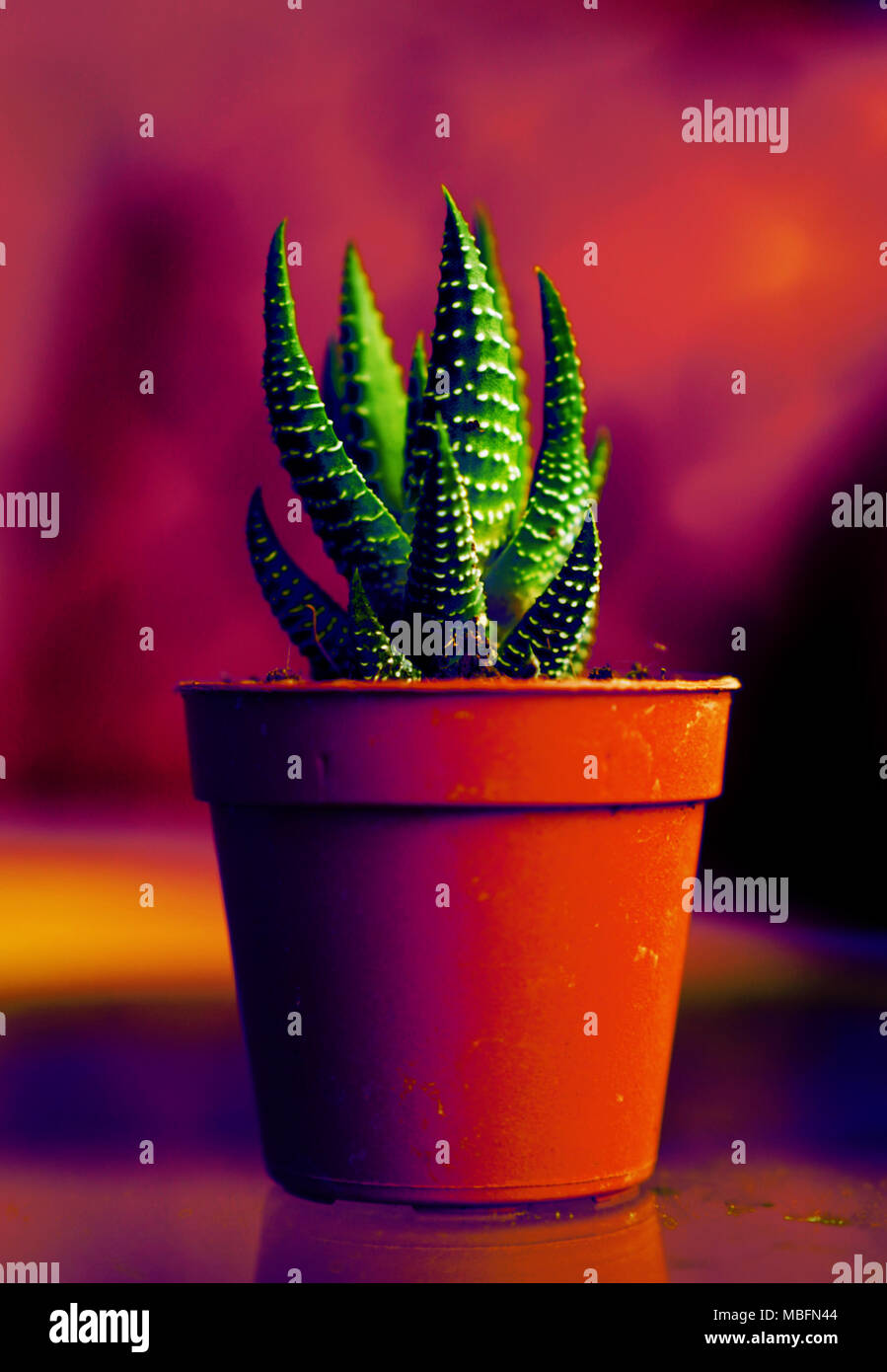 Zebra cactus haworthia fasciata on brown pot on reddish colorful ...