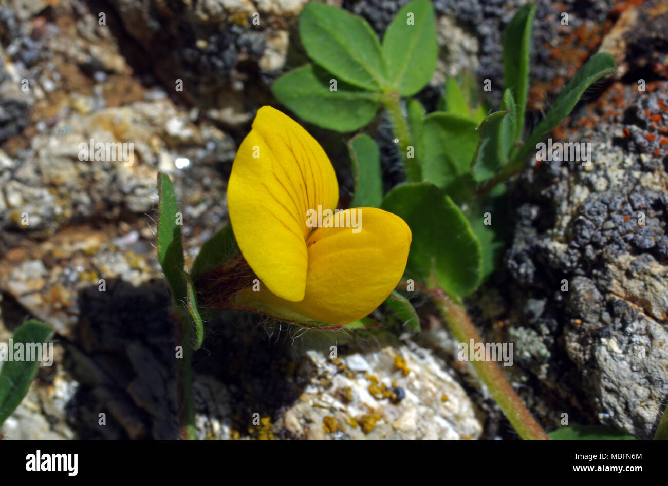 Ononis natrix hi-res stock photography and images - Alamy