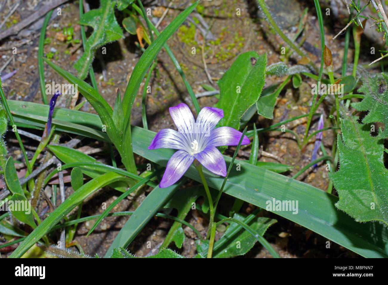 Colchicum lusitanum hi-res stock photography and images - Alamy