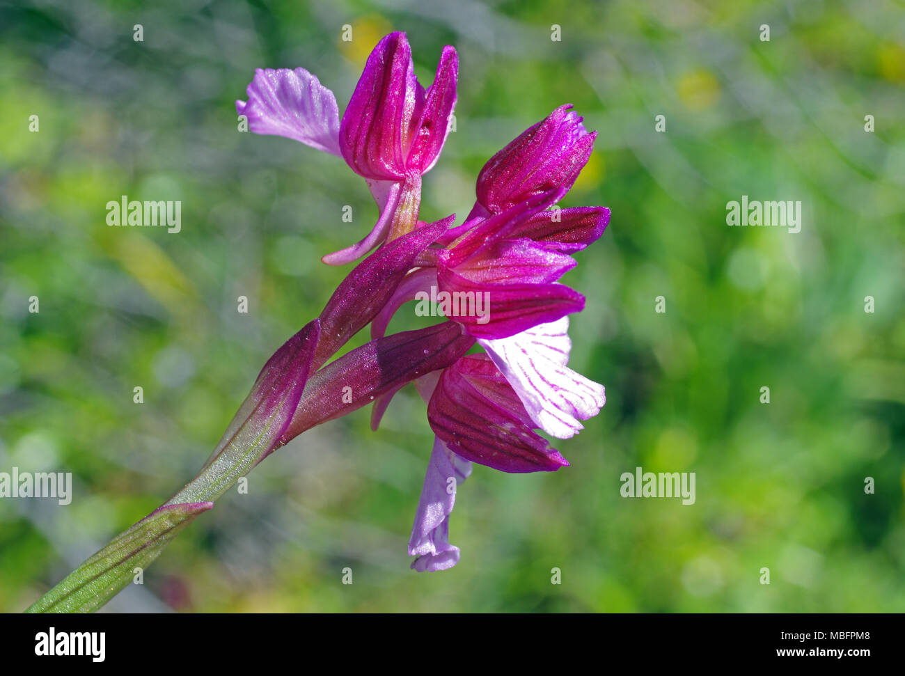 Orchis papilionacea flowers hi-res stock photography and images - Alamy