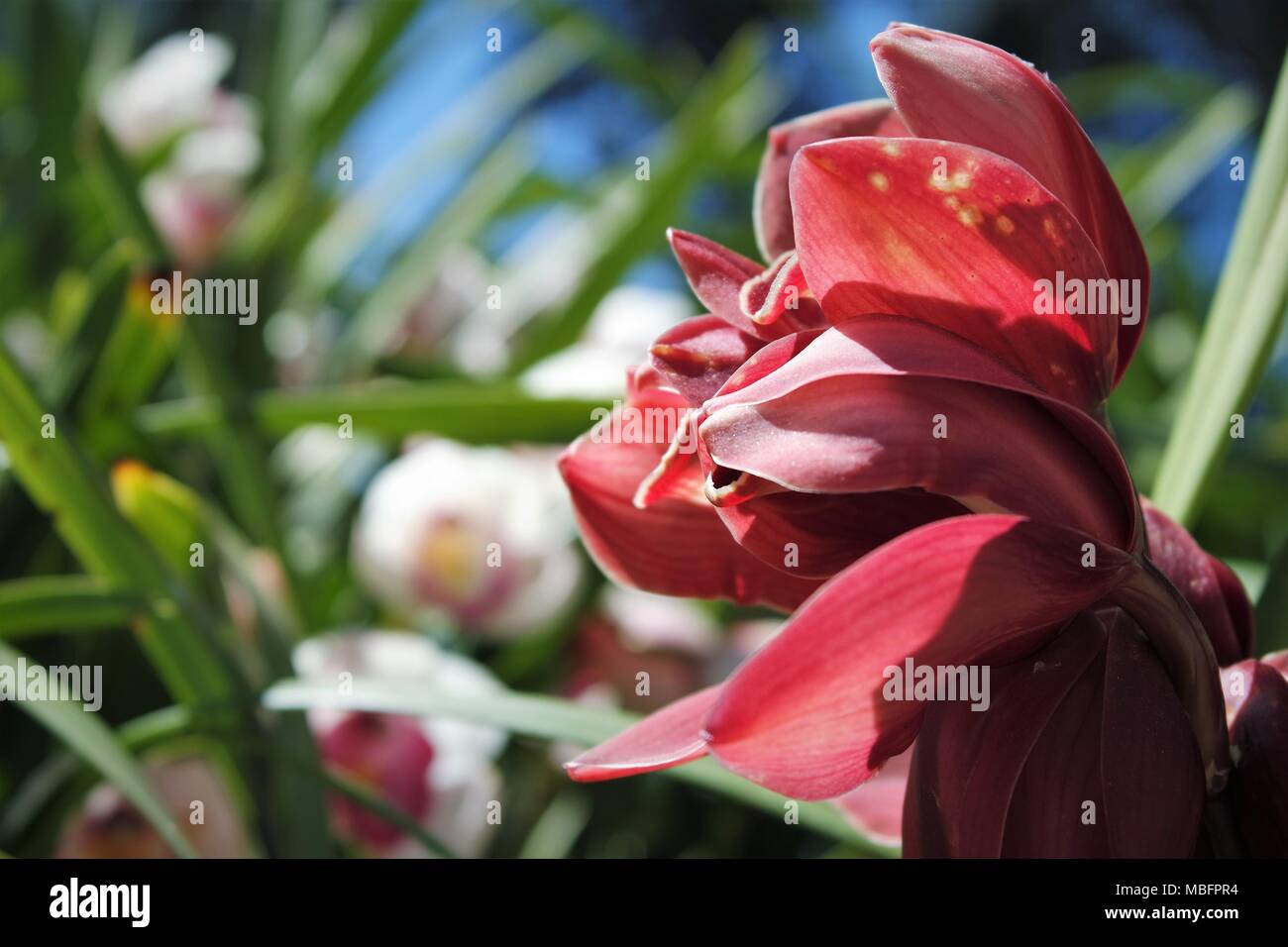 Cali flower hi-res stock photography and images - Alamy