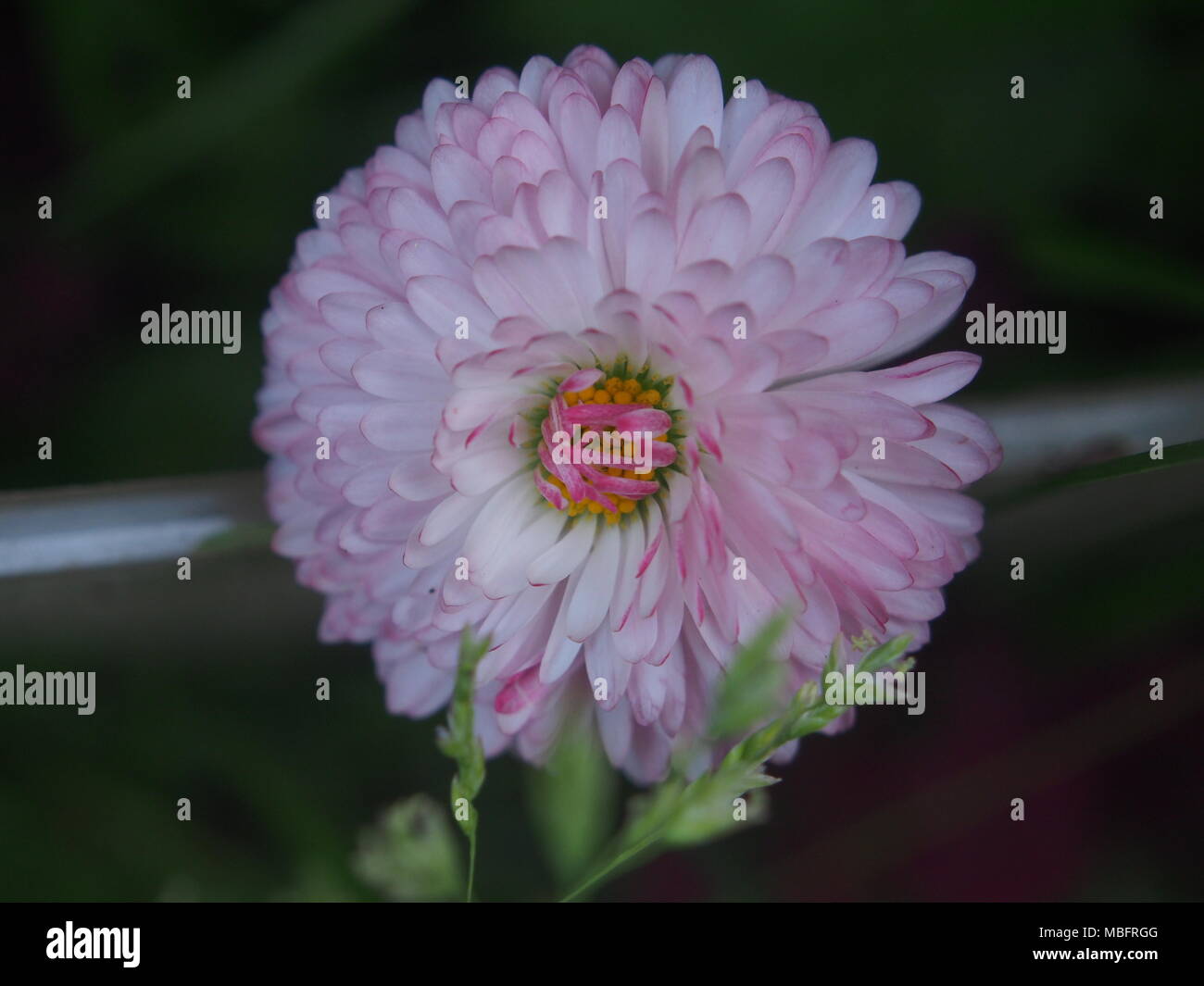 The open Bud Daisy flower. Rose-petal. Close up Stock Photo - Alamy