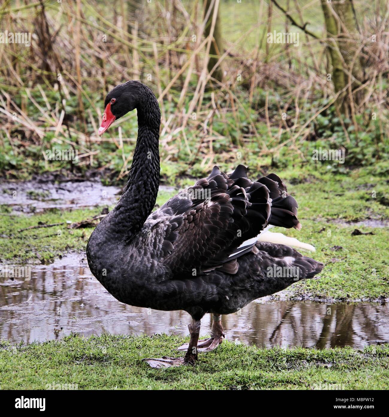 Black mere pool hi-res stock photography and images - Alamy