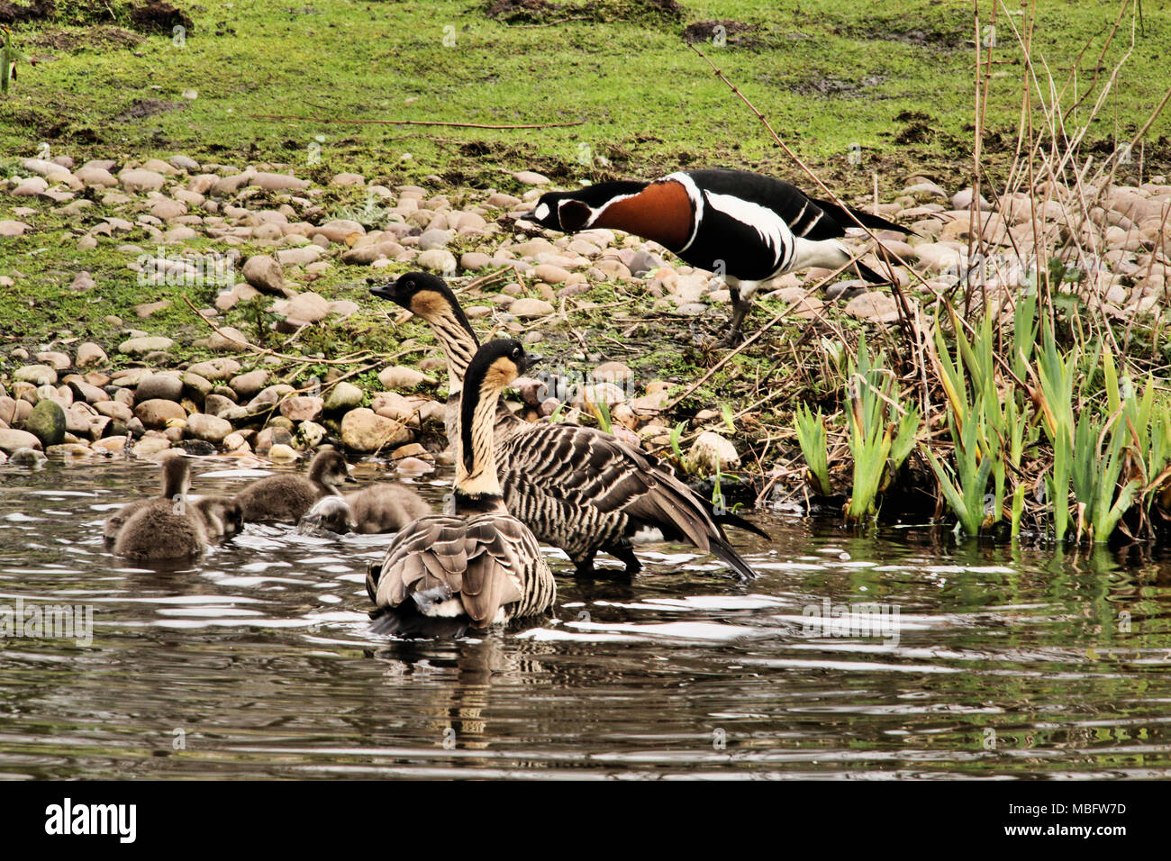 Swan goose with goslings hi-res stock photography and images - Alamy