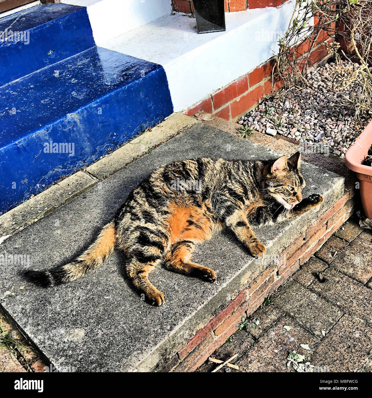 Cat ready to pounce hi-res stock photography and images - Alamy