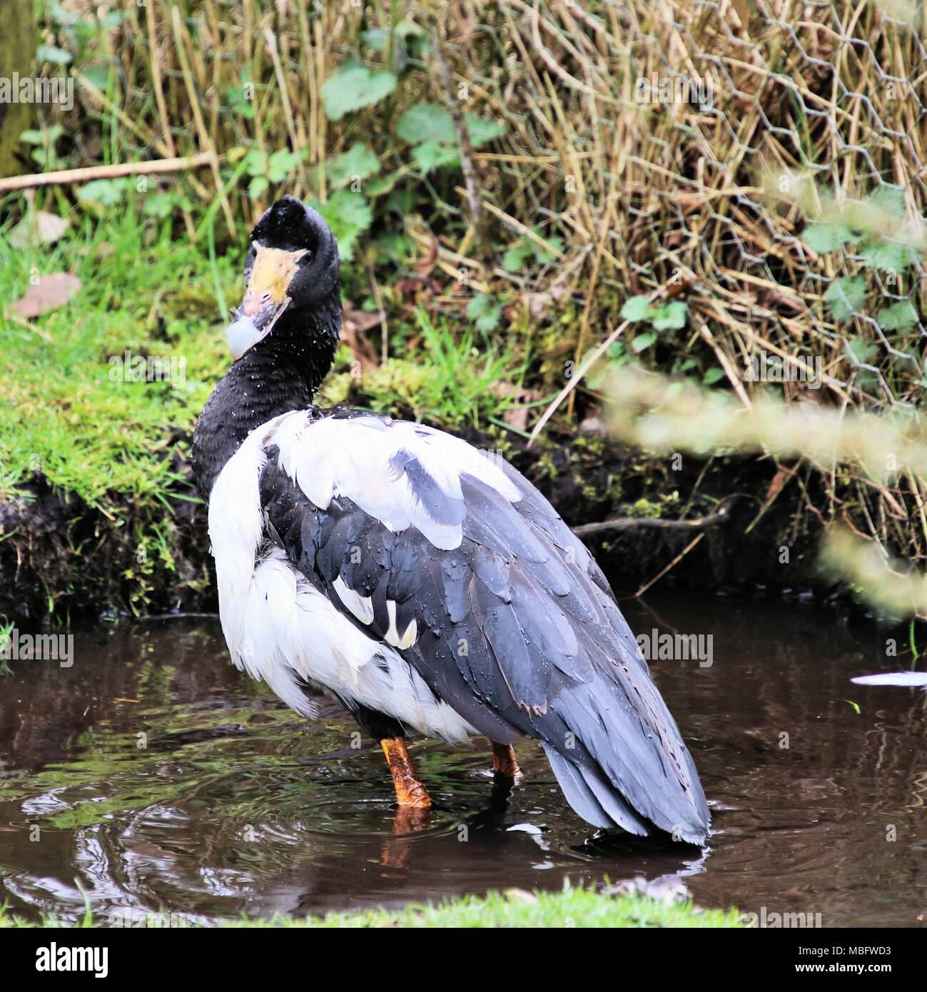 Magpie love hi-res stock photography and images - Alamy