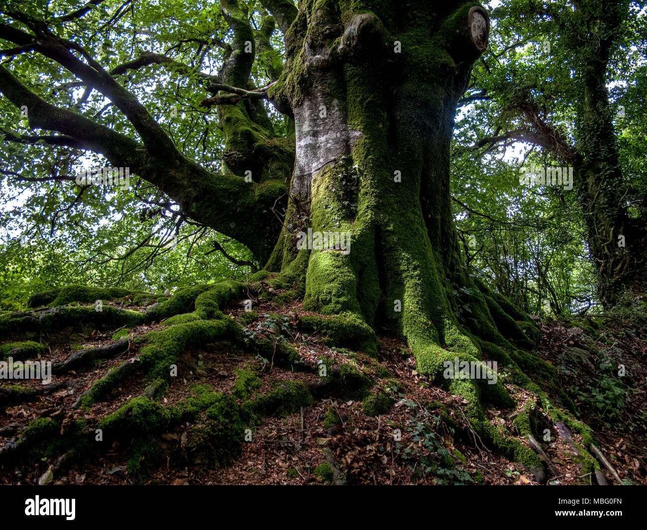 Breton forest hi-res stock photography and images - Alamy