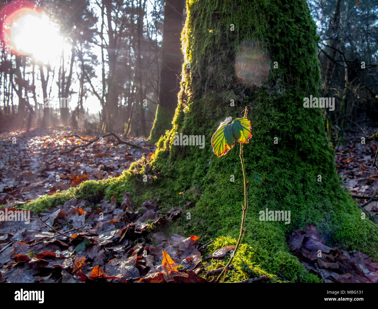 Breton forest hi-res stock photography and images - Alamy