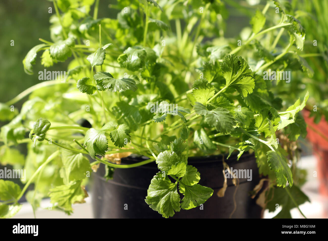 Natural coriander plants hi-res stock photography and images - Alamy