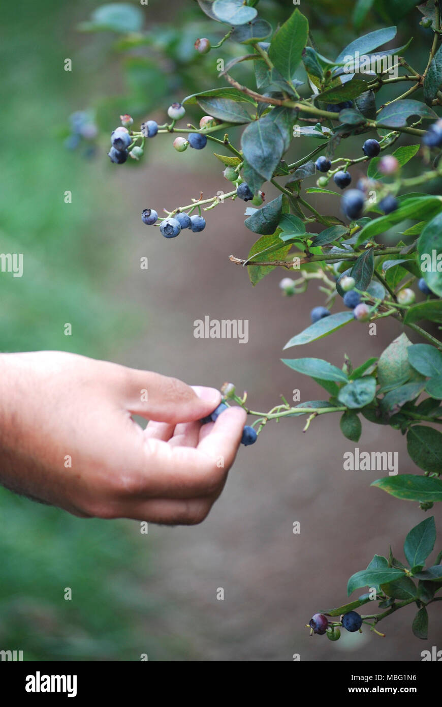 Picking blueberries blueberry farm hi-res stock photography and images ...