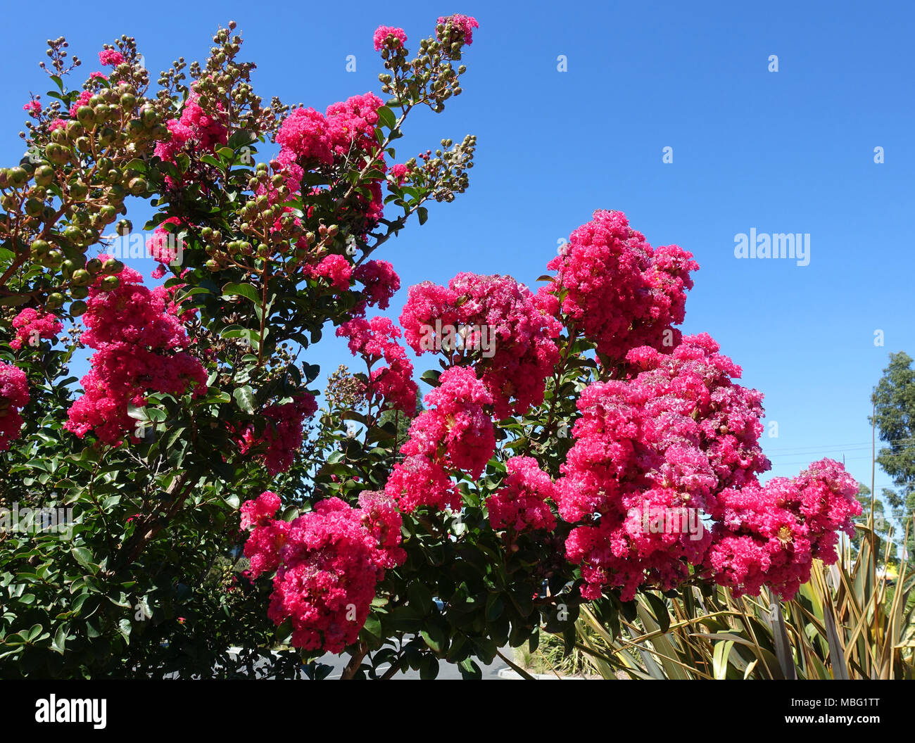 Crape myrtle lagerstroemia indica hi-res stock photography and images ...