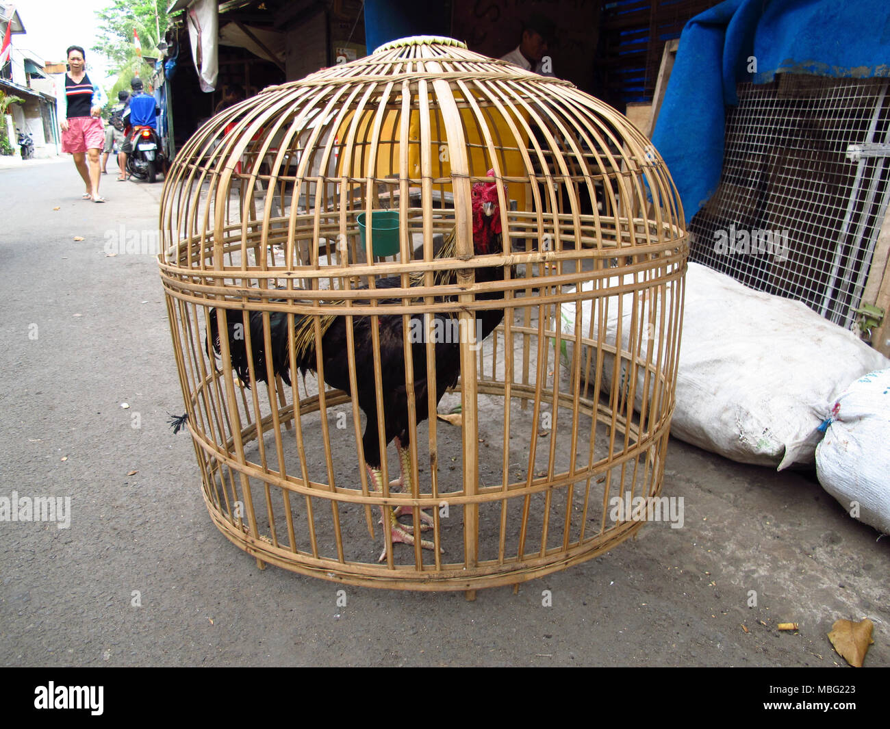rooster in a basket in asia Stock Photo - Alamy