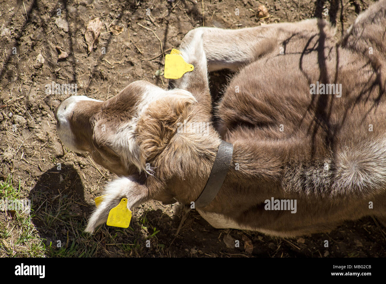Resting cow from above Stock Photo - Alamy
