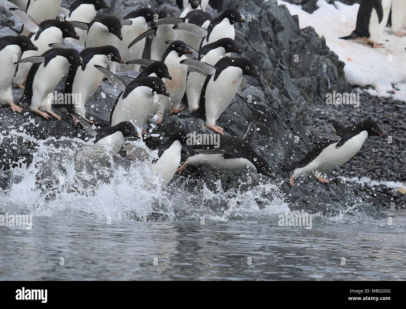 Penguins Diving Antarctic High Resolution Stock Photography and Images ...