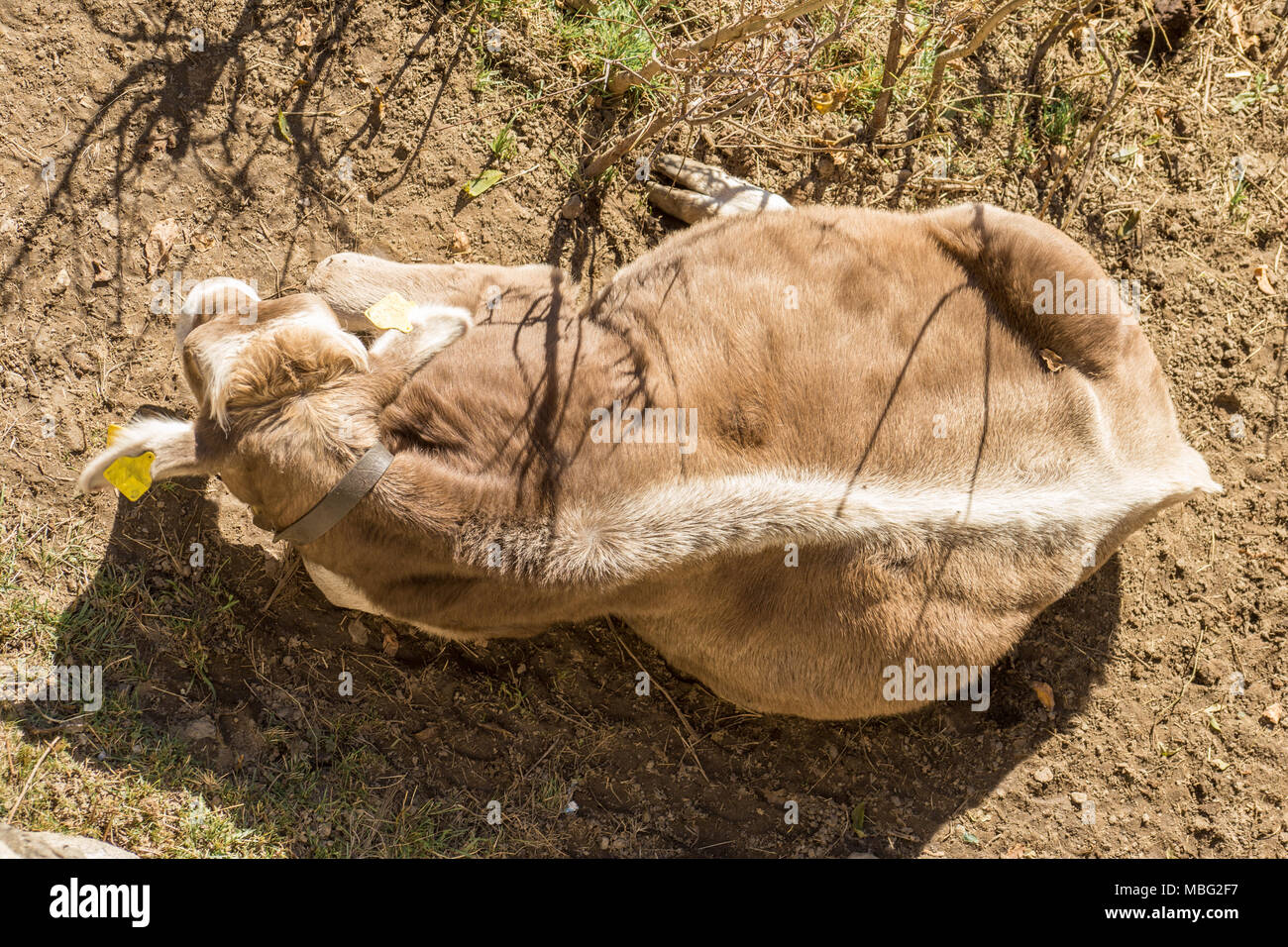Resting cow from above Stock Photo - Alamy