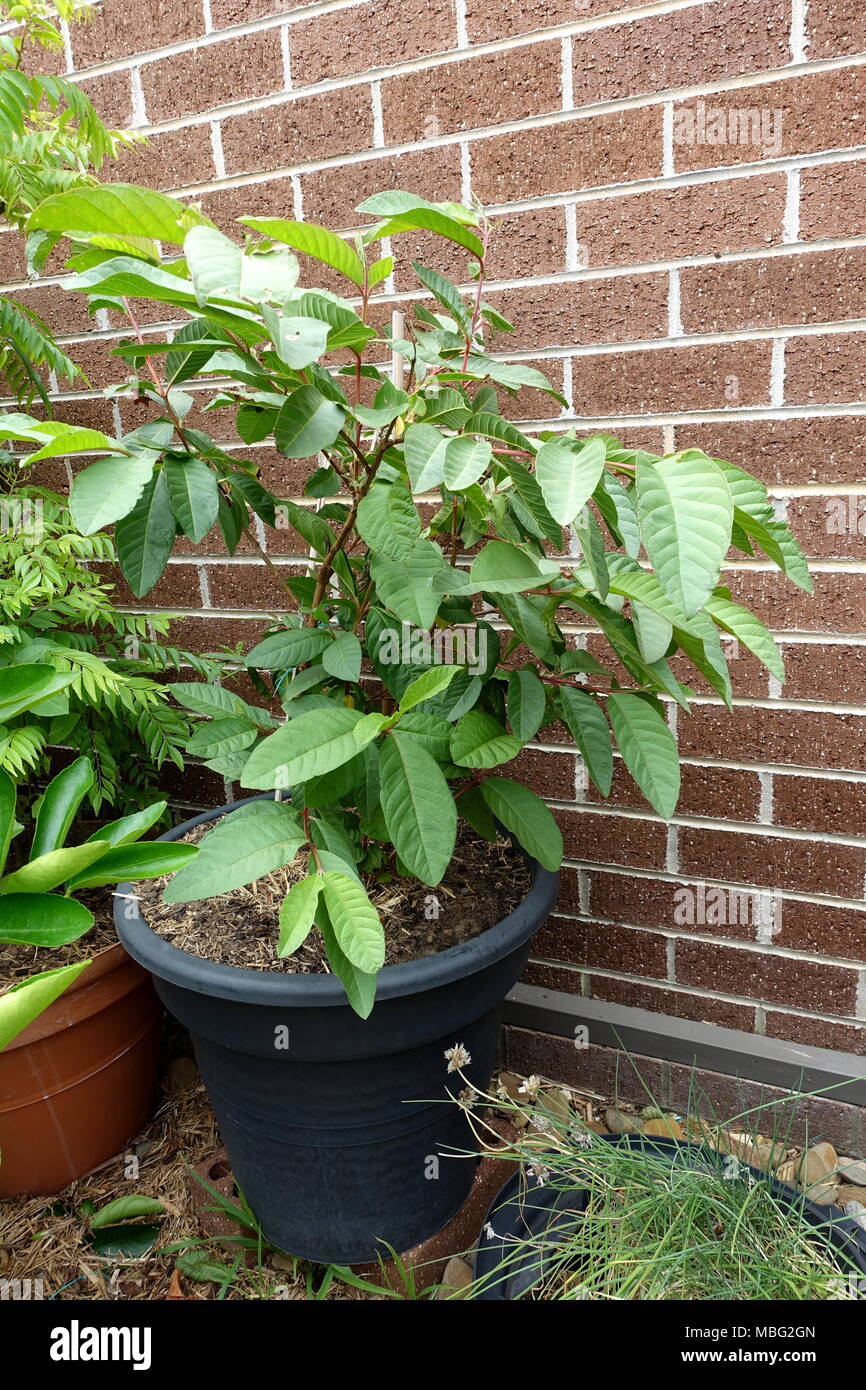 Guava tree hi-res stock photography and images - Alamy