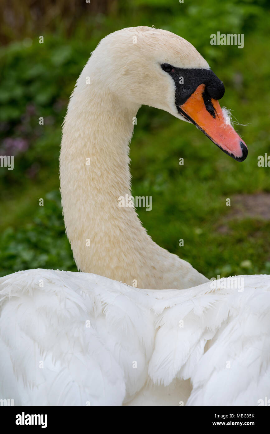 A mute swan looking back at the camera sitting on a riverbank. Graceful ...