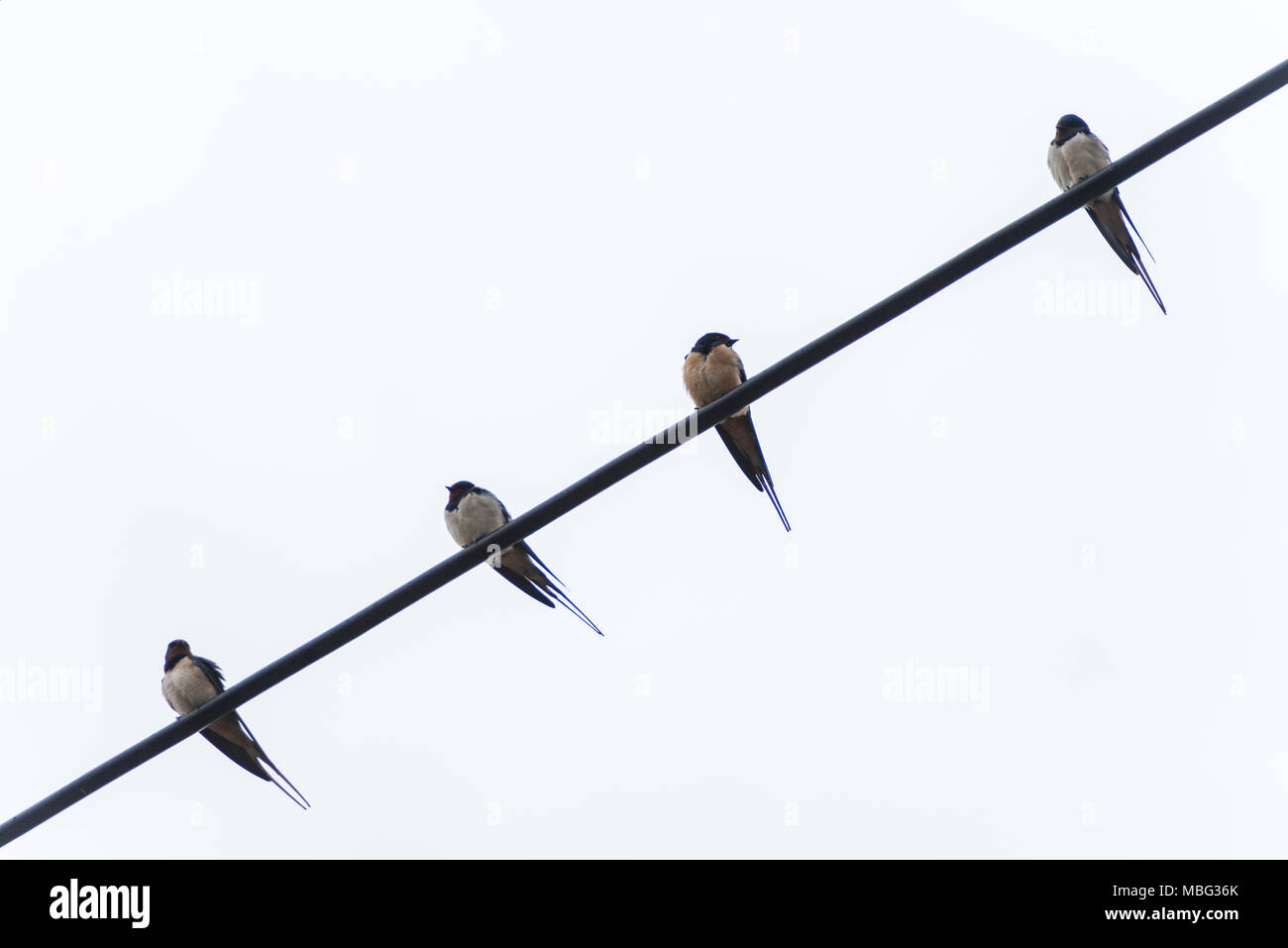 Swallows sitting on a cable in a row equally spaced. Birds perched on a ...
